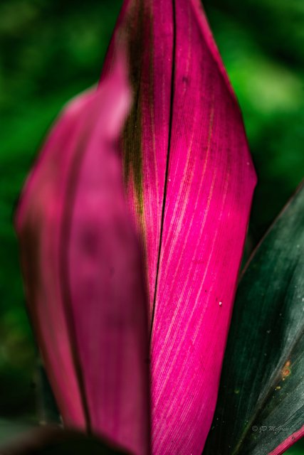 HAWI0072 Big Red Leaves in Hawaii Tropical Botanical Garden #2 ...